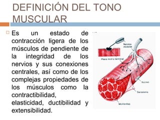 Tono muscular | PPT