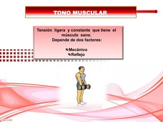 Tono muscular y formacion reticular | PPTX