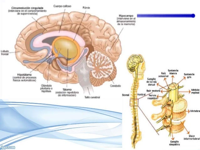 Tono muscular y formacion reticular