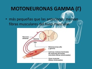 Tono y Cerebro | PPTX