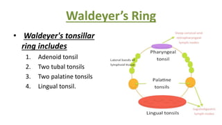 Tonsil | PPT | Free Download