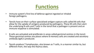 Tonsil | PPT | Free Download