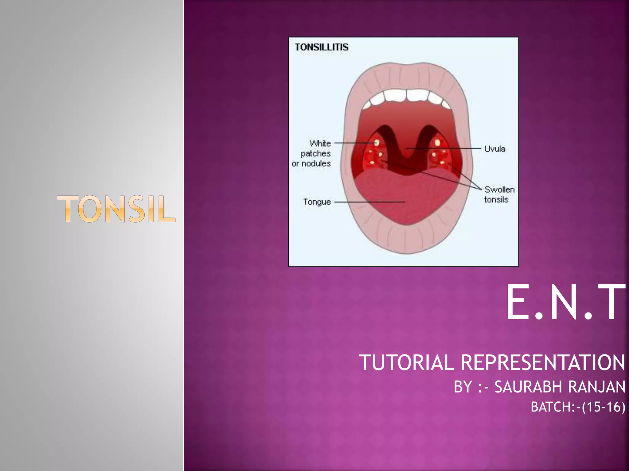Tonsil anatomy and acute tonsil | PPTX