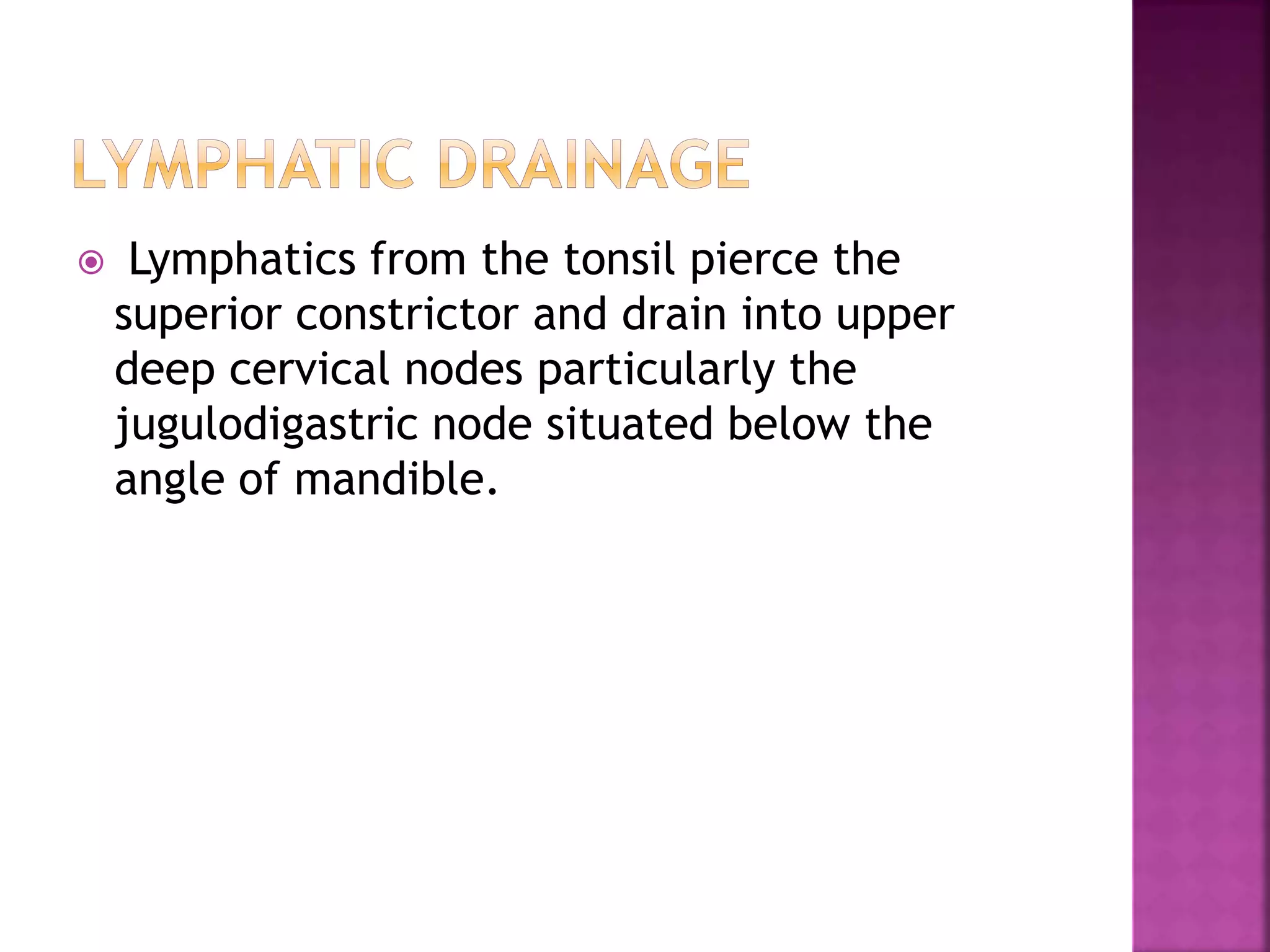 Tonsil anatomy and acute tonsil | PPTX