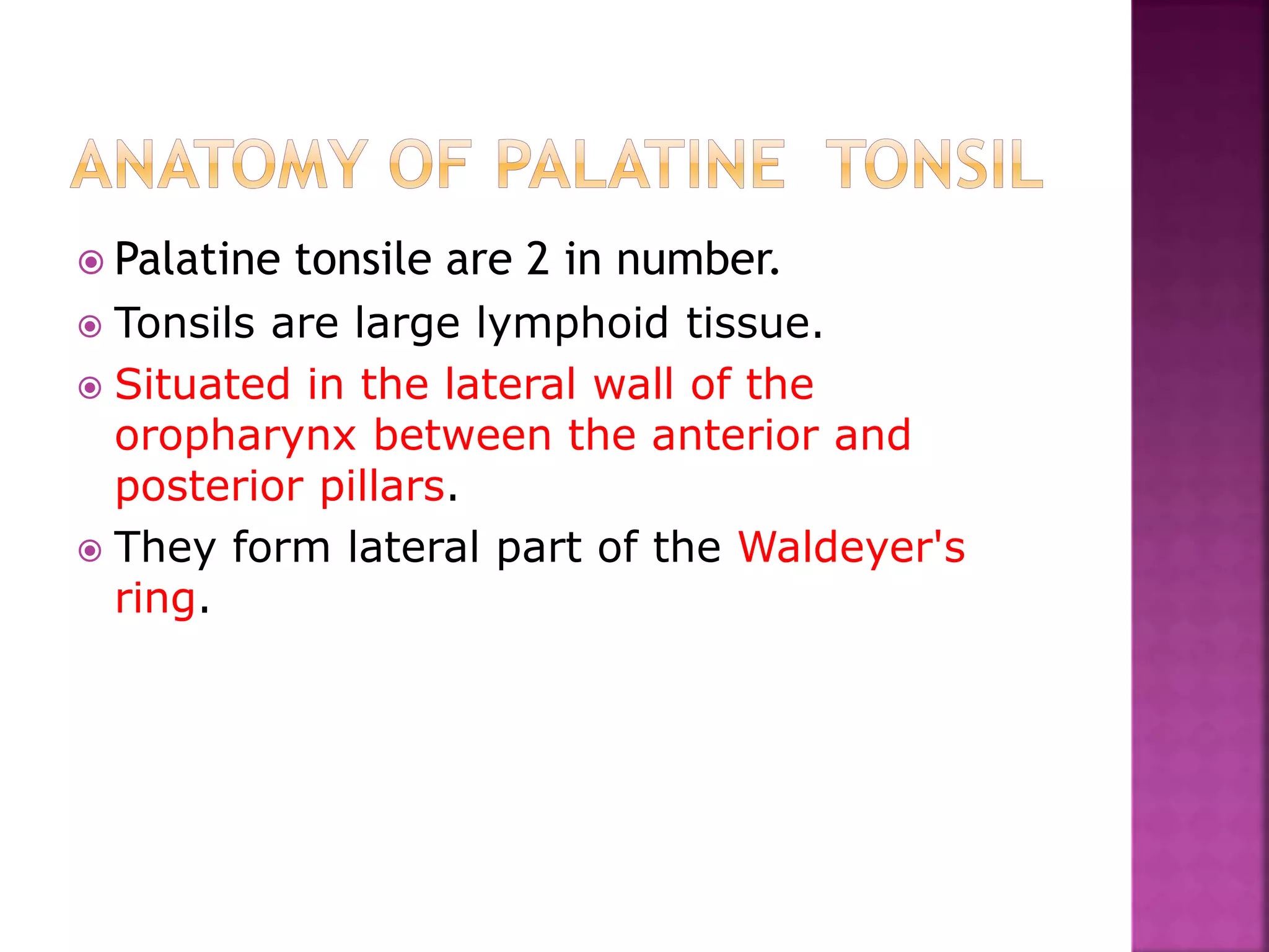 Tonsil anatomy and acute tonsil | PPTX