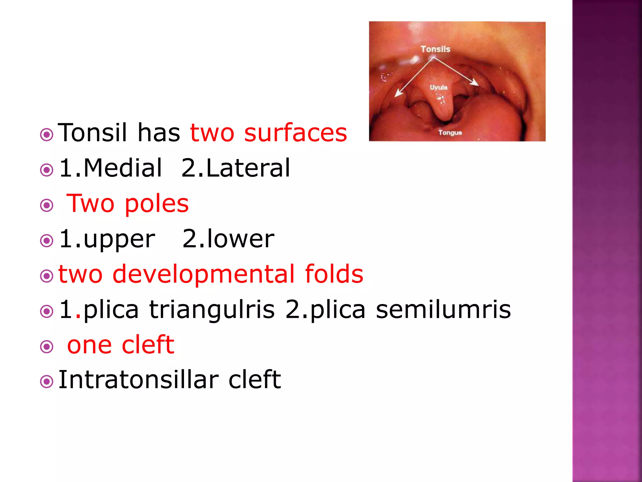 Tonsil anatomy and acute tonsil | PPTX