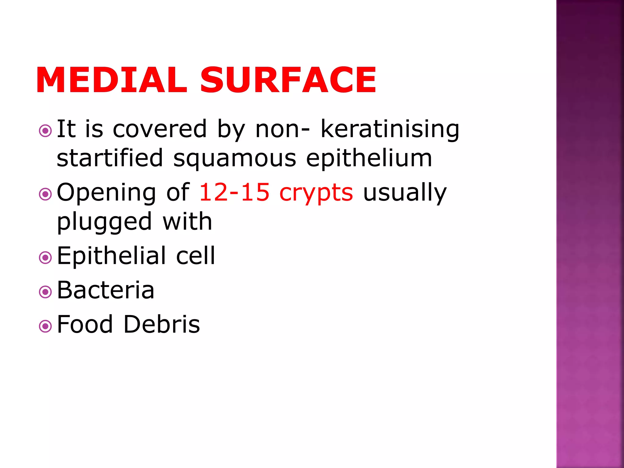 Tonsil anatomy and acute tonsil | PPTX