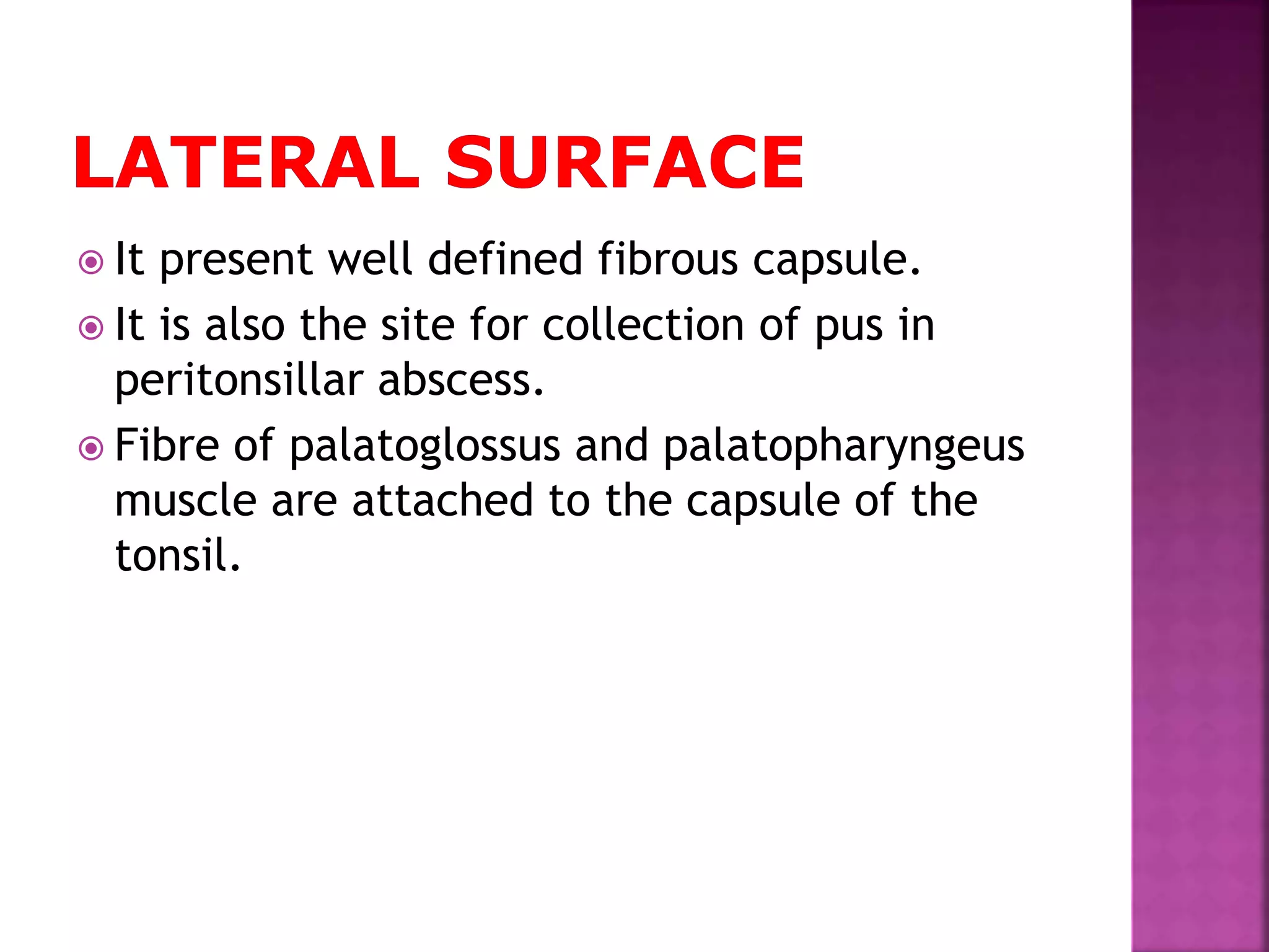 Tonsil anatomy and acute tonsil | PPTX