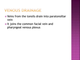 Tonsil anatomy and acute tonsil | PPTX