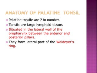 Tonsil anatomy and acute tonsil | PPTX