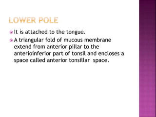 Tonsil anatomy and acute tonsil | PPTX