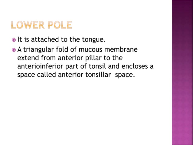 Tonsil anatomy and acute tonsil | PPTX
