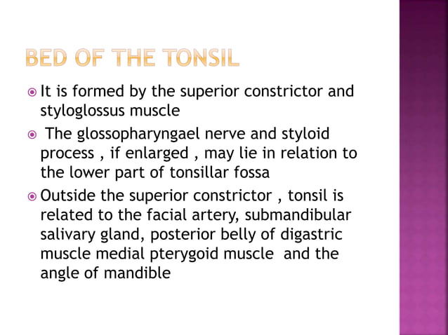 Tonsil anatomy and acute tonsil | PPTX