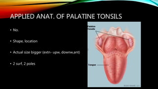 Tonsil | PPT