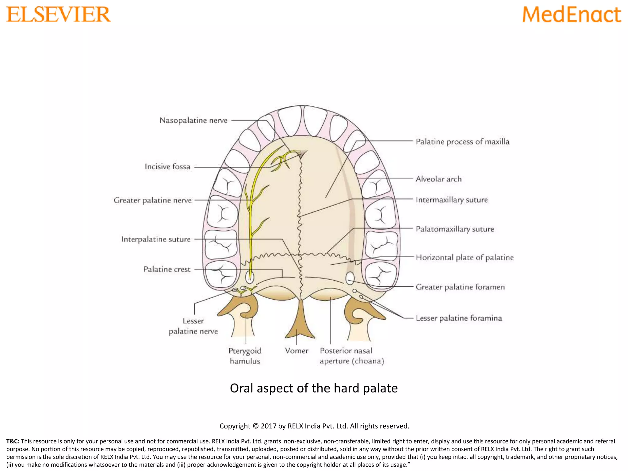 tonsil and palate ppt copy.pptx