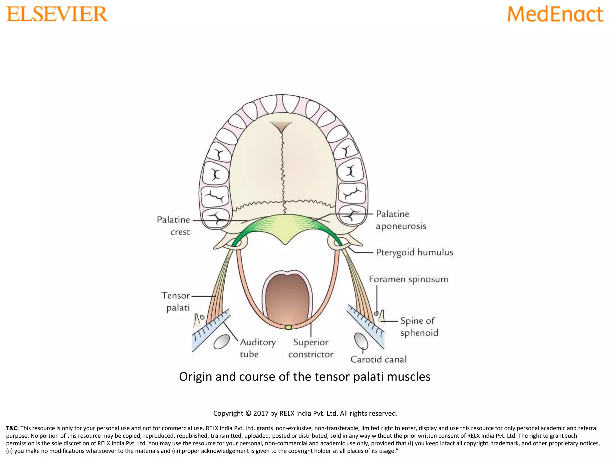 tonsil and palate ppt copy.pptx