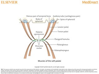 tonsil and palate ppt copy.pptx