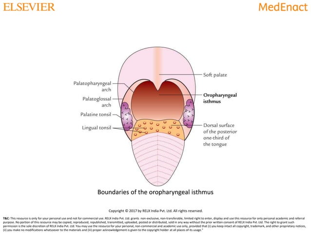 tonsil and palate ppt copy.pptx