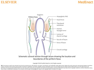 tonsil and palate ppt copy.pptx