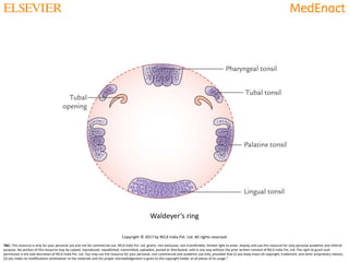 tonsil and palate ppt copy.pptx
