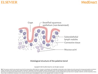 tonsil and palate ppt copy.pptx