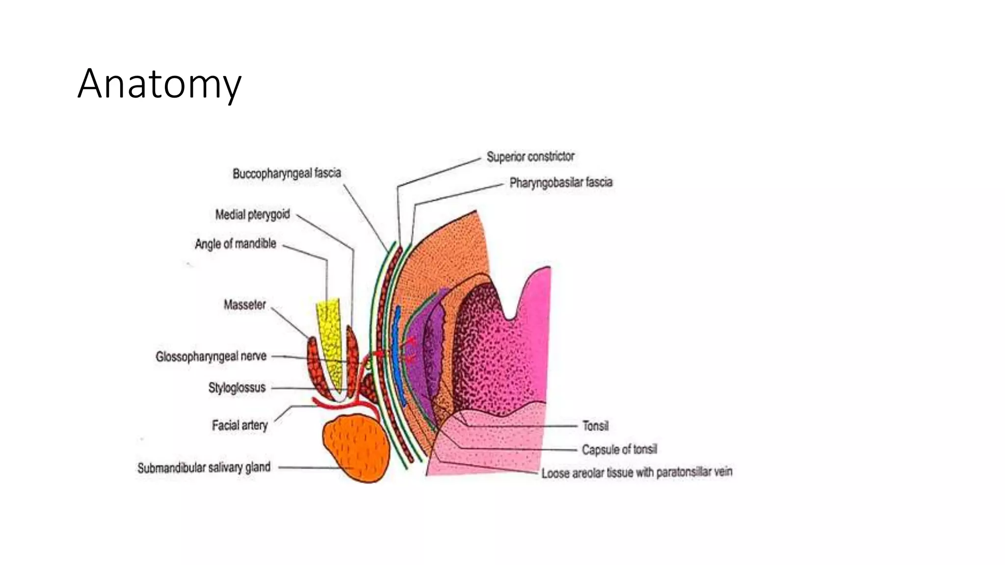 Tonsilar disease | PPTX