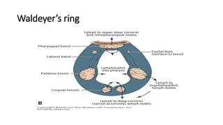 Tonsilar disease | PPTX
