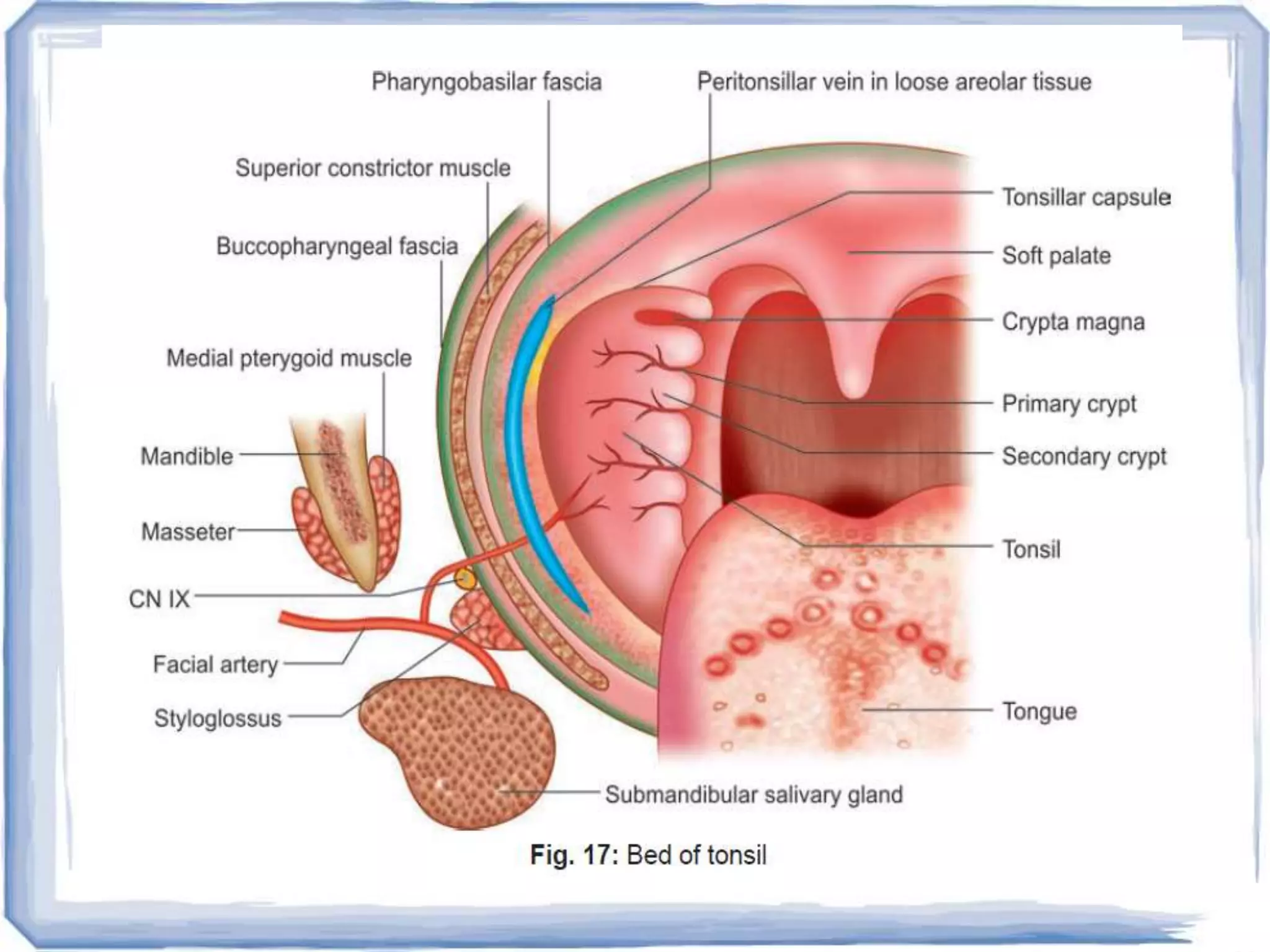 Tonsil fior UG.ppt