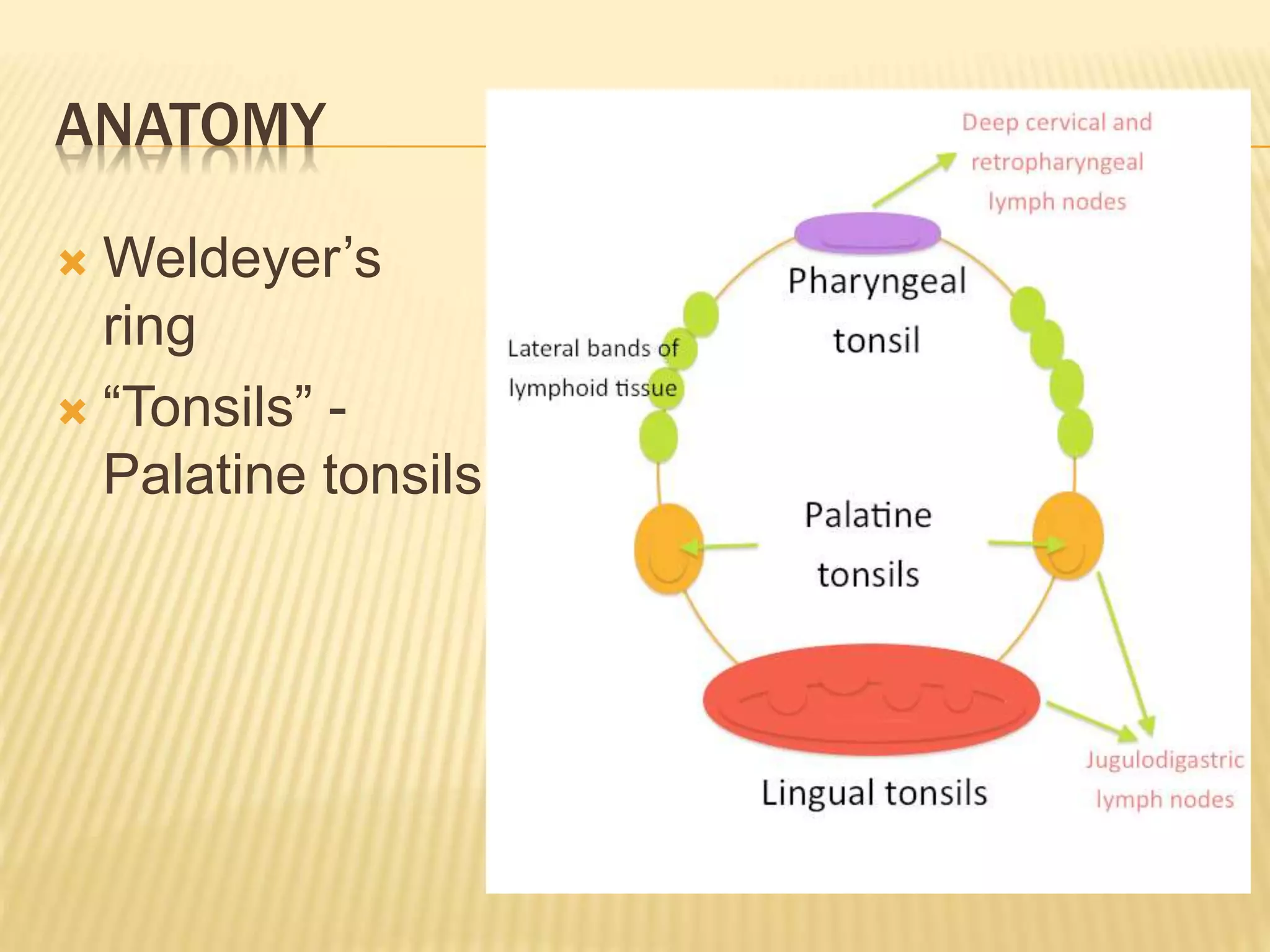 Tonsilitis | PPTX