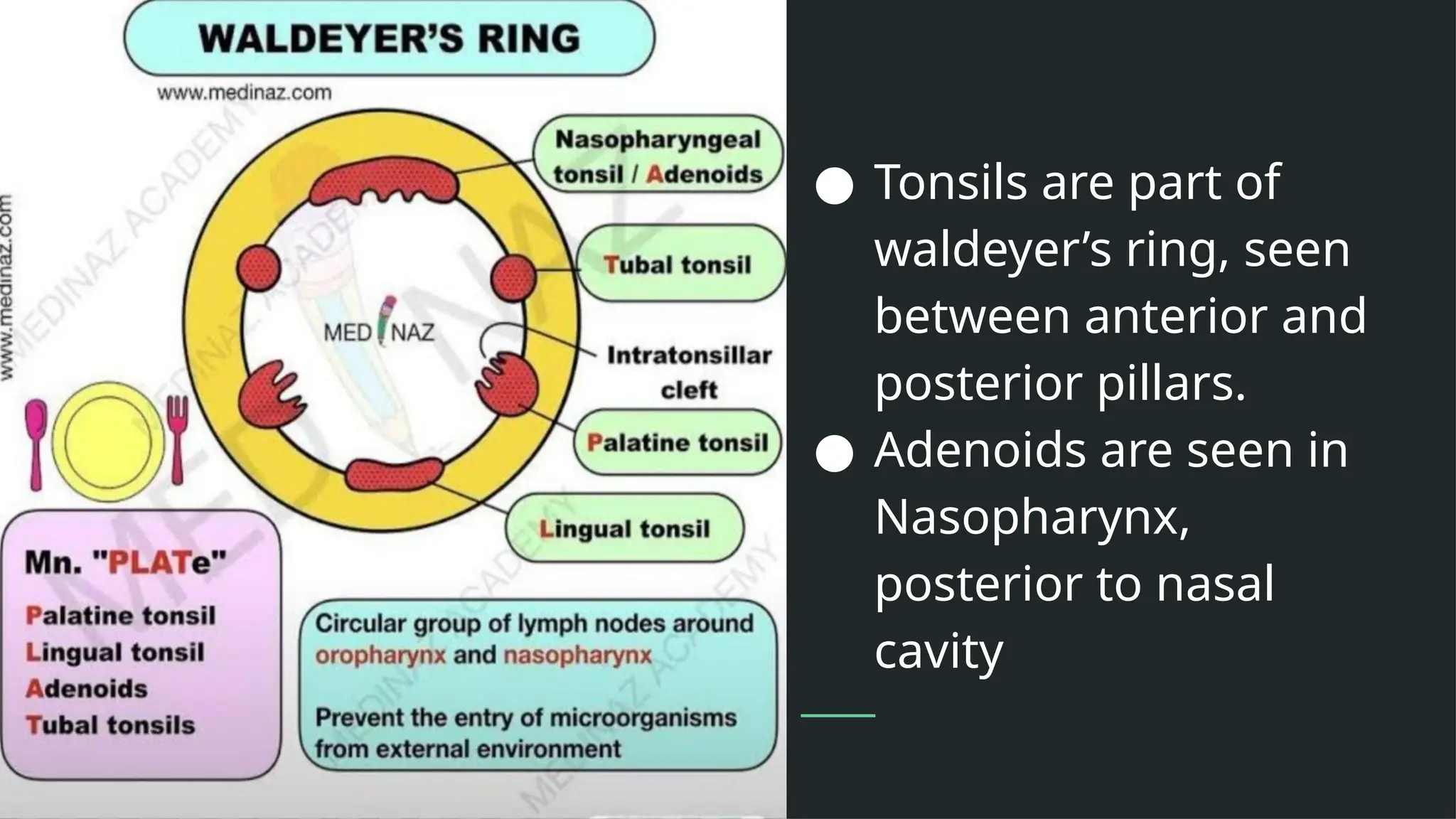 Tonsillectomy and Adenoidectomy - Procedure .pptx
