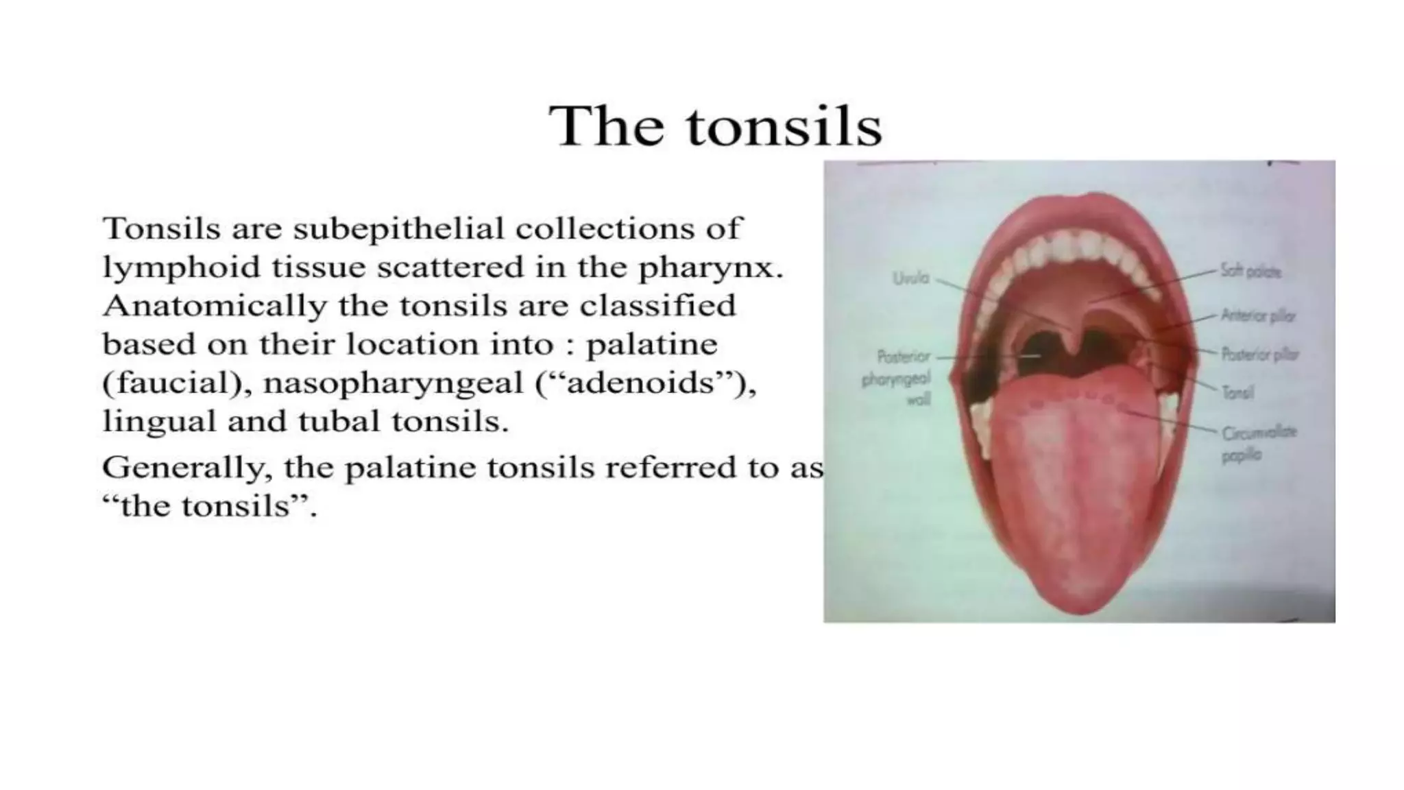 Tonsillitis.pptx | Ear, Nose and Throat Conditions | Diseases and Conditions