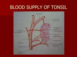 tonsillitis for nursing students at degree | PPT