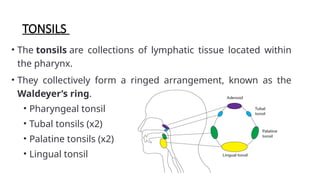 Tonsillitis new.pptx adenoids - ENT , adenoids hypertrophy and ...