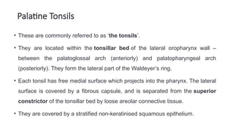 Tonsillitis new.pptx adenoids - ENT , adenoids hypertrophy and ...