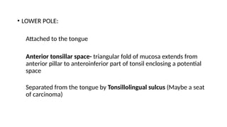 Tonsil ............... . | PPTX