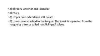 TONSIL infection of the tonsil it may be acute and chronic | PPT