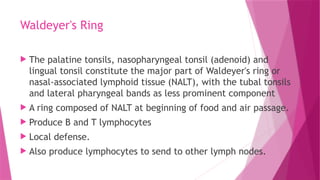 tonsil ppt.pptx important topic on this for ugs | PPTX