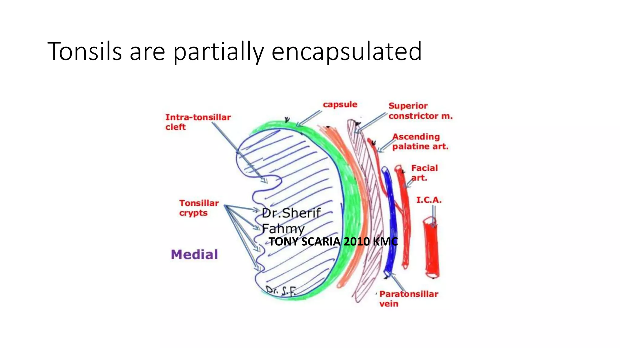 Tonsils revision notes | PPT
