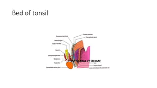 Tonsils revision notes | PPT
