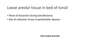 Tonsils revision notes | PPT