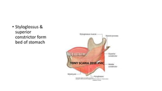 Tonsils revision notes | PDF