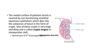 Tonsils ENT REVISION TOPIC | PPTX