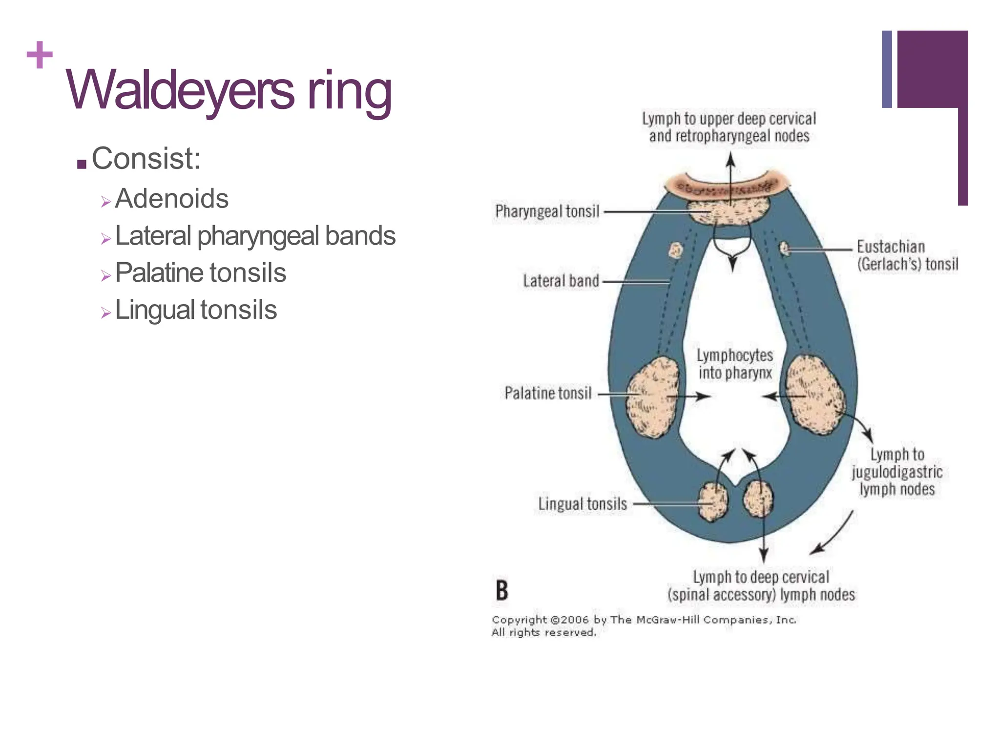 Tonsils embryology, anatomy and,physiology.pptx