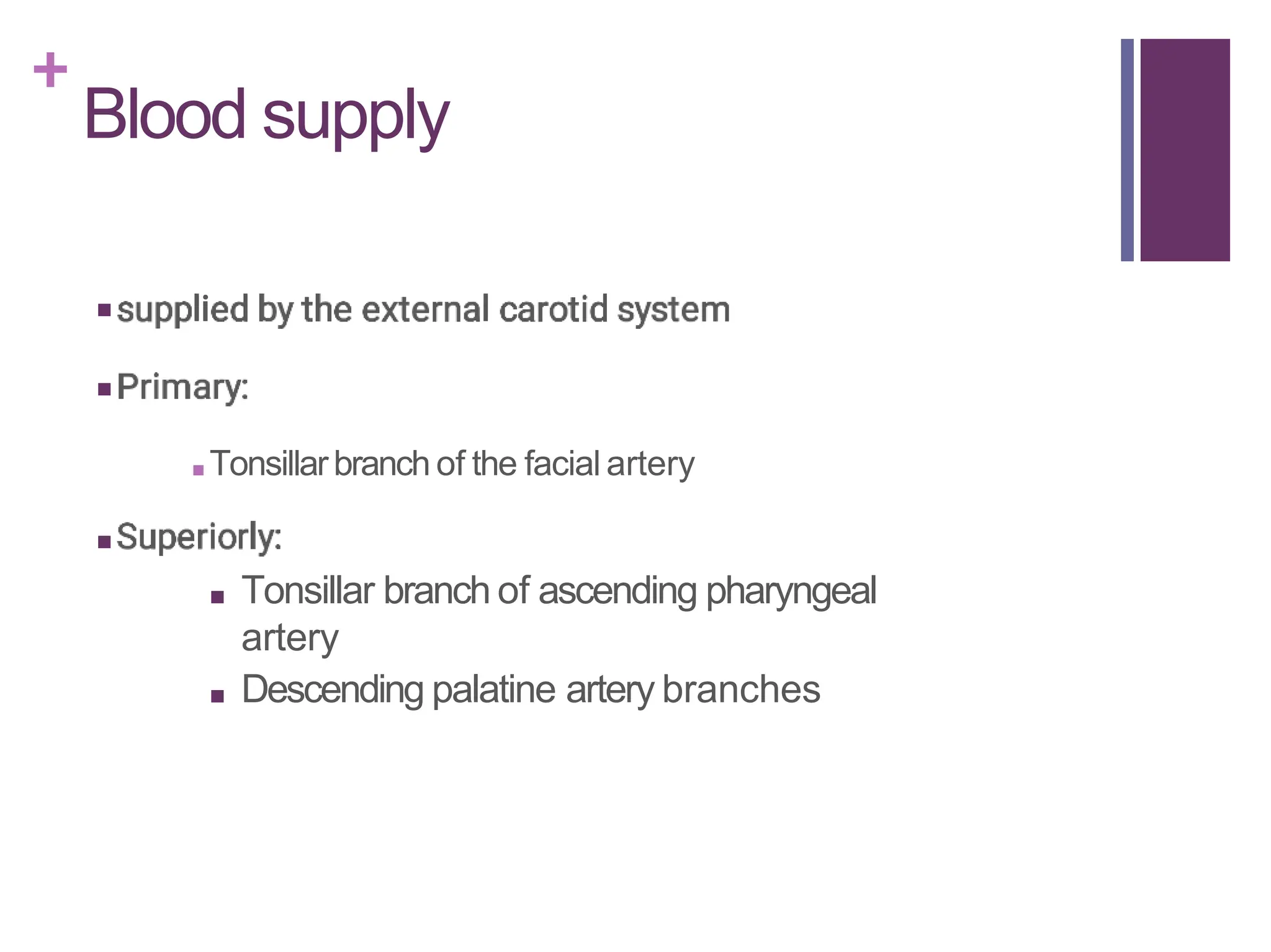 Tonsils Embryology Anatomy And Physiology Pptx