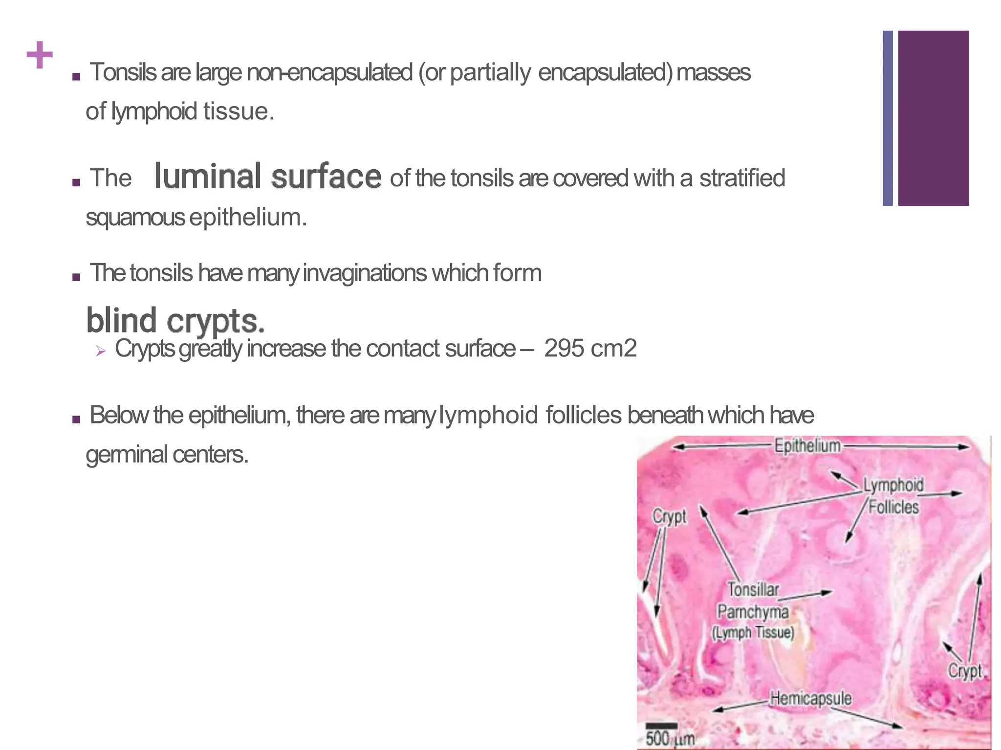 Tonsils embryology, anatomy and,physiology.pptx