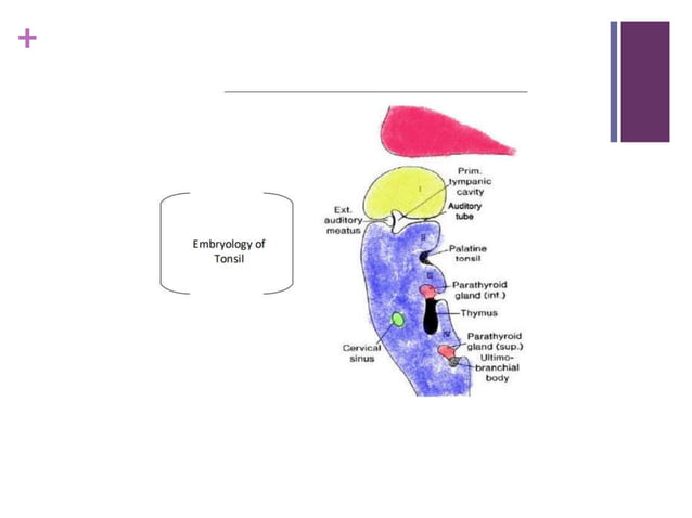 Tonsils embryology, anatomy and,physiology.pptx