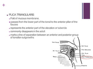 Tonsils embryology, anatomy and,physiology.pptx