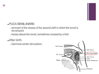 Tonsils embryology, anatomy and,physiology.pptx