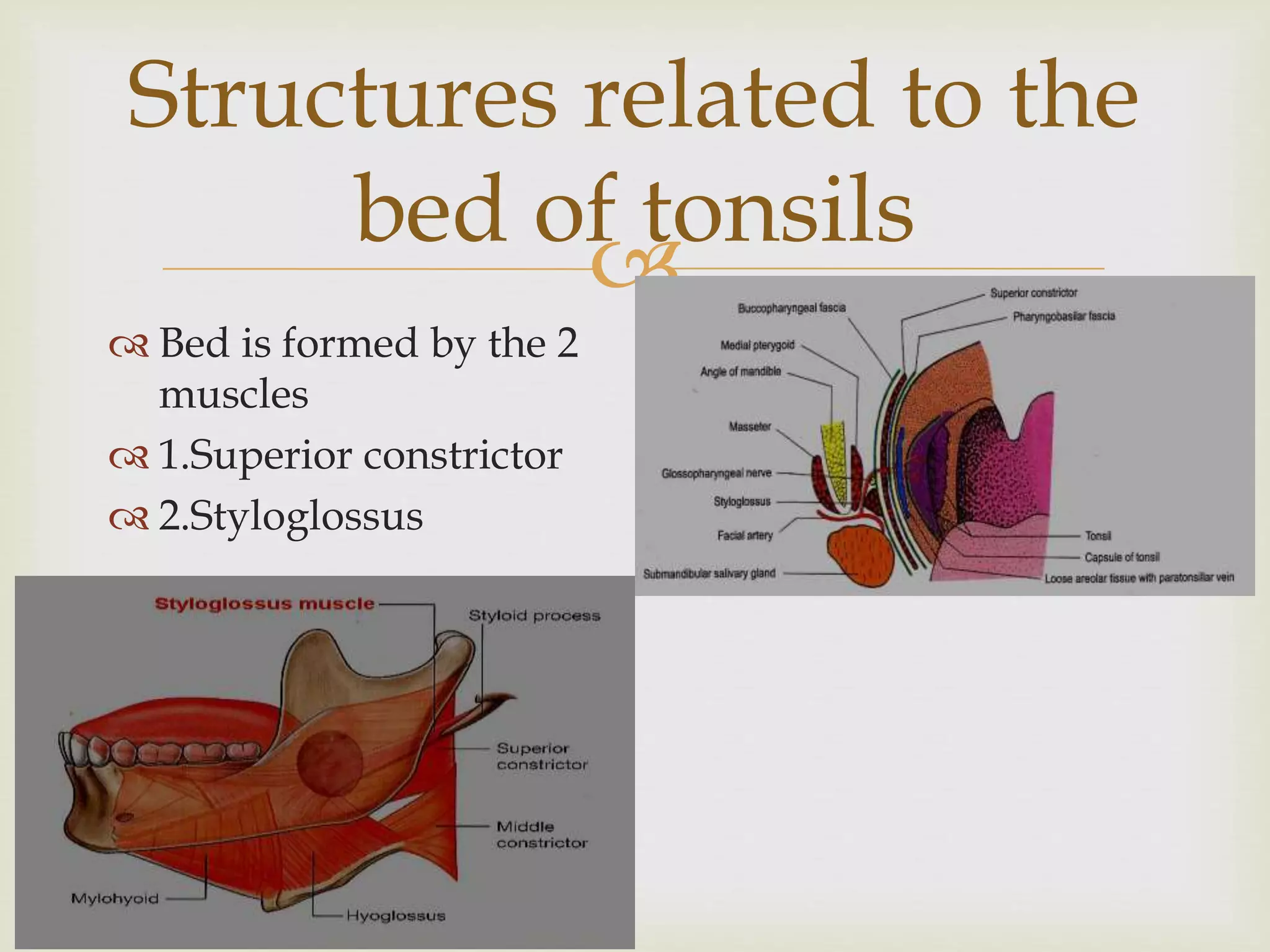 Tonsils ppt | PPTX