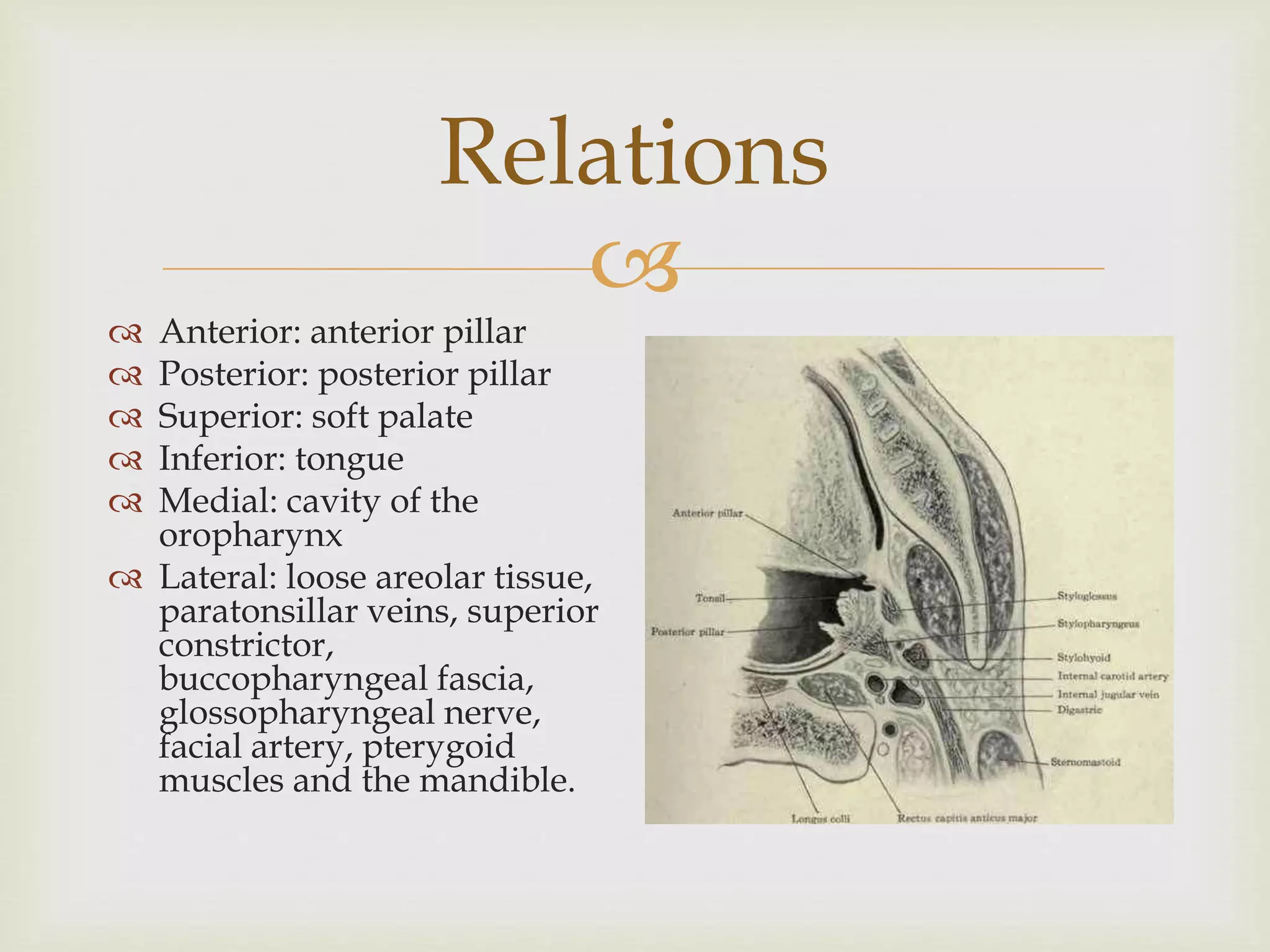 Tonsils ppt | PPTX